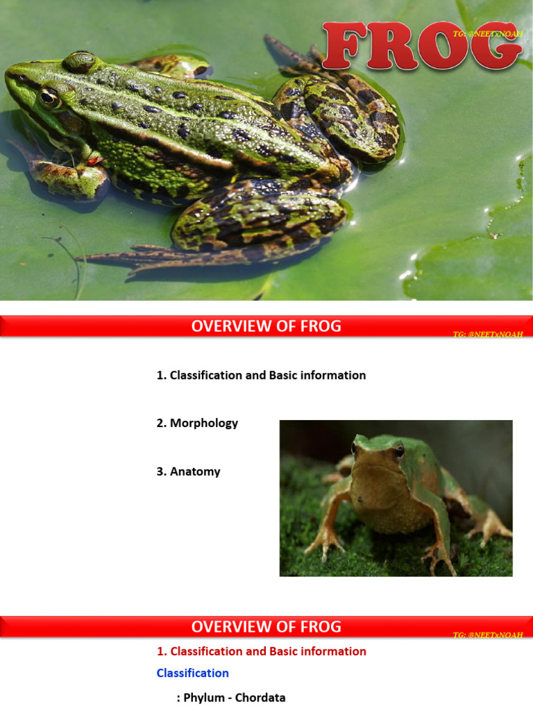FROG - RAJESH MOTWANI (MEX) @NEETxNOAH | PDF | Digestion ...
