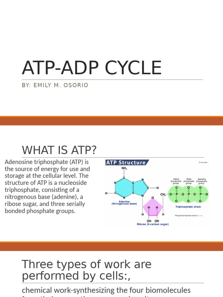 Atp Adp Cycle | PDF