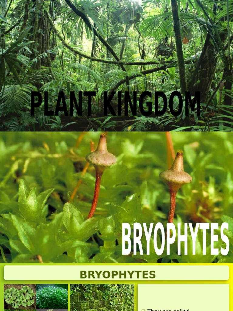 3 Plant Kingdom Part 2 Bryophyta | PDF | Moss | Sexual Reproduction