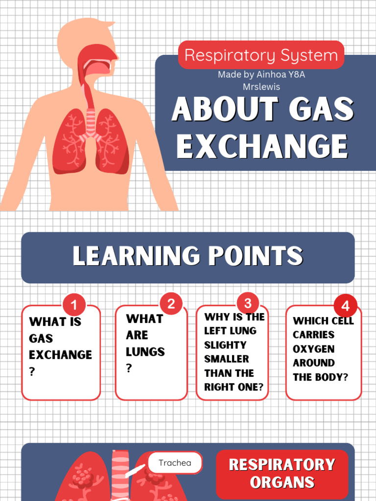 Gas Exchange in The Respiratory System Presentation in A Red and Blue ...