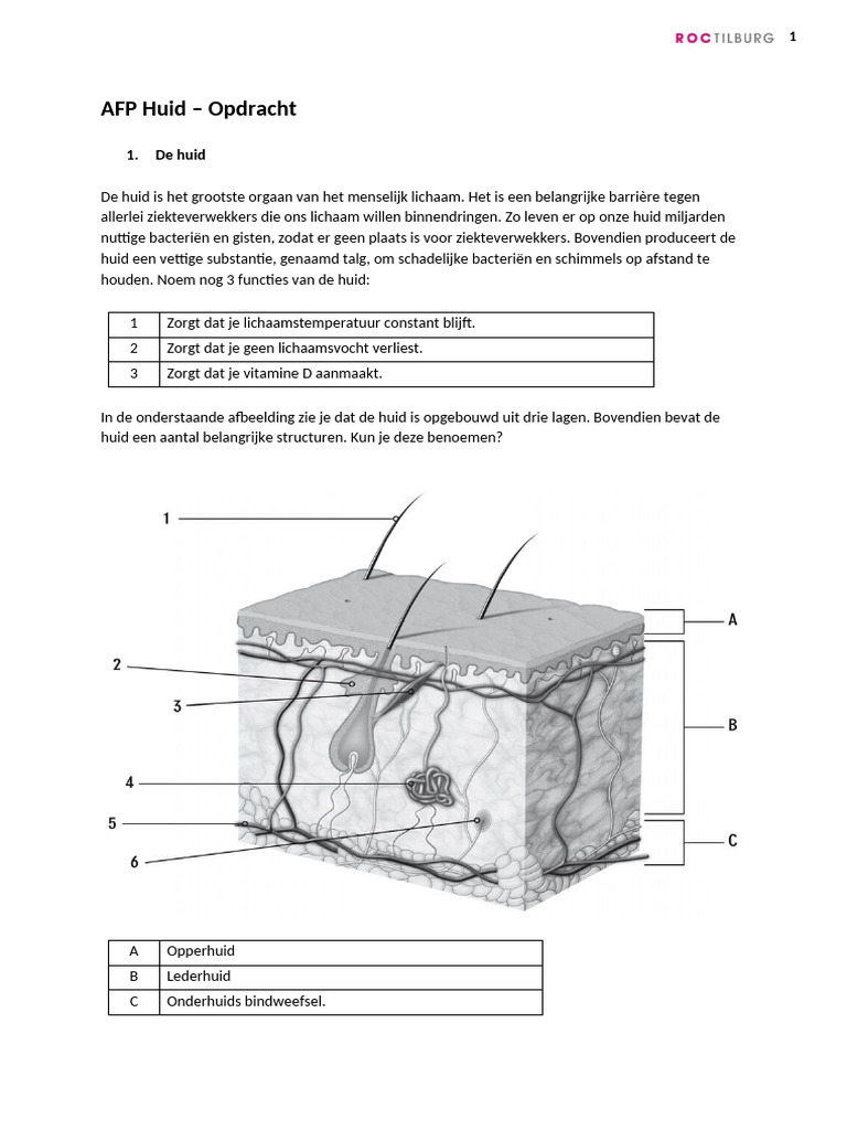AFP Huid - 1 Anatomie - opdracht | PDF