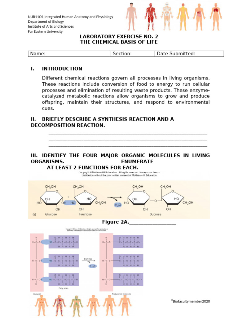 Lab Exercise2 The Chemical Basis of Life | PDF | Atoms | Chemical Bond