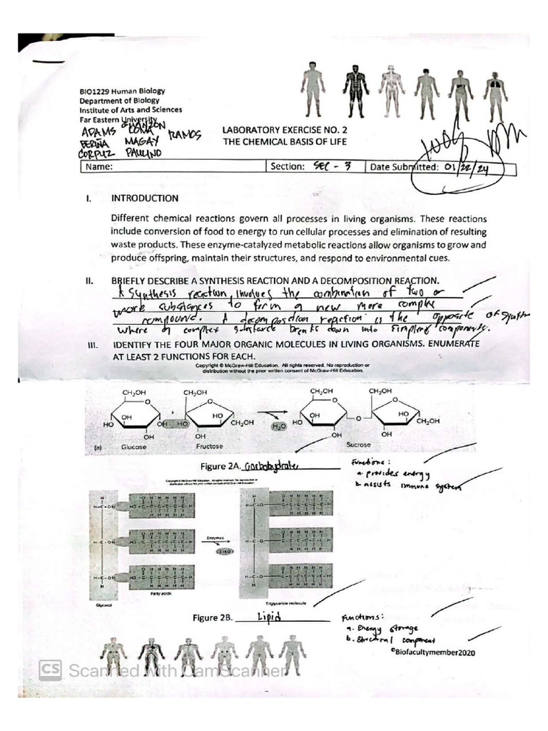 Human Bio Lab Sec 3 Group 2 Lab Exercise 2 | PDF