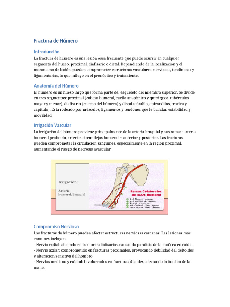 Fractura de Húmero: Tipos y Tratamiento | PDF | Sistema ...