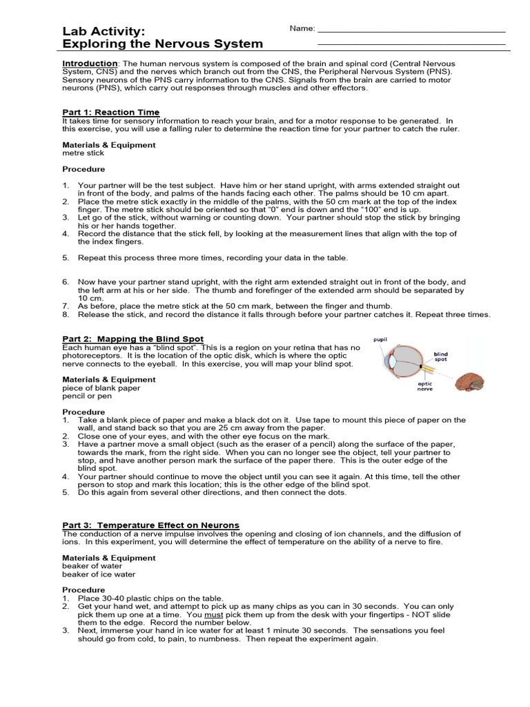 Lab - Nervous System 2015 - Procedure Only | PDF | Nervous System ...
