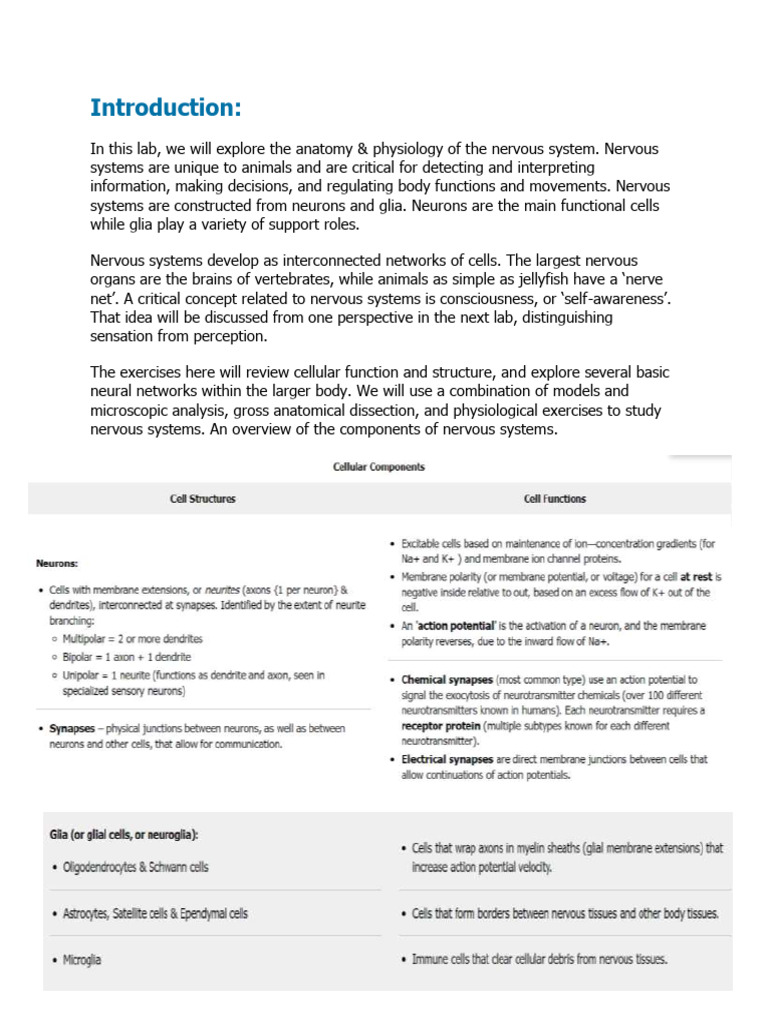 Nervous-lec-lab | PDF