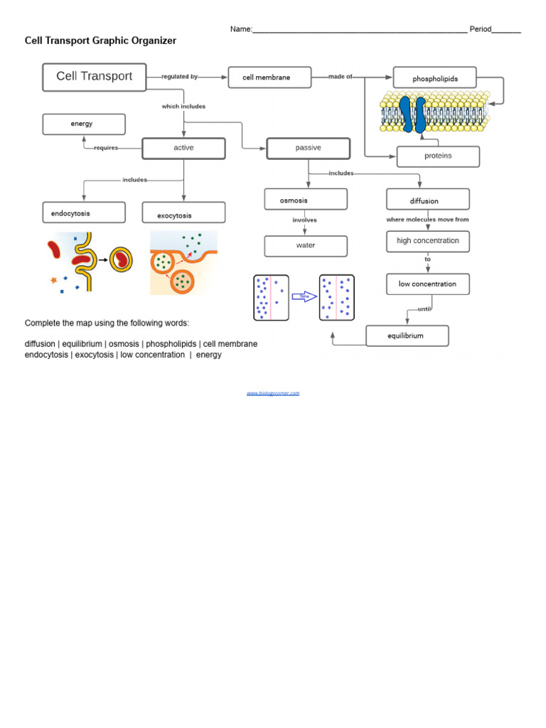 Cell Transport Graphic Organizer | PDF