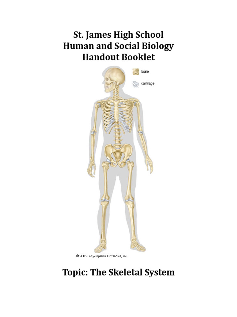 The Skeletal System HANDOUT | PDF | Skeleton | Arm