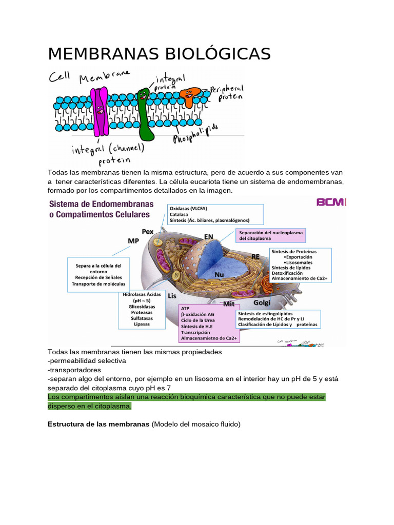 MEMBRANAS BIOLÓGICAS BCM (Transcrito) | PDF | Membrana biológica | Membrana celular