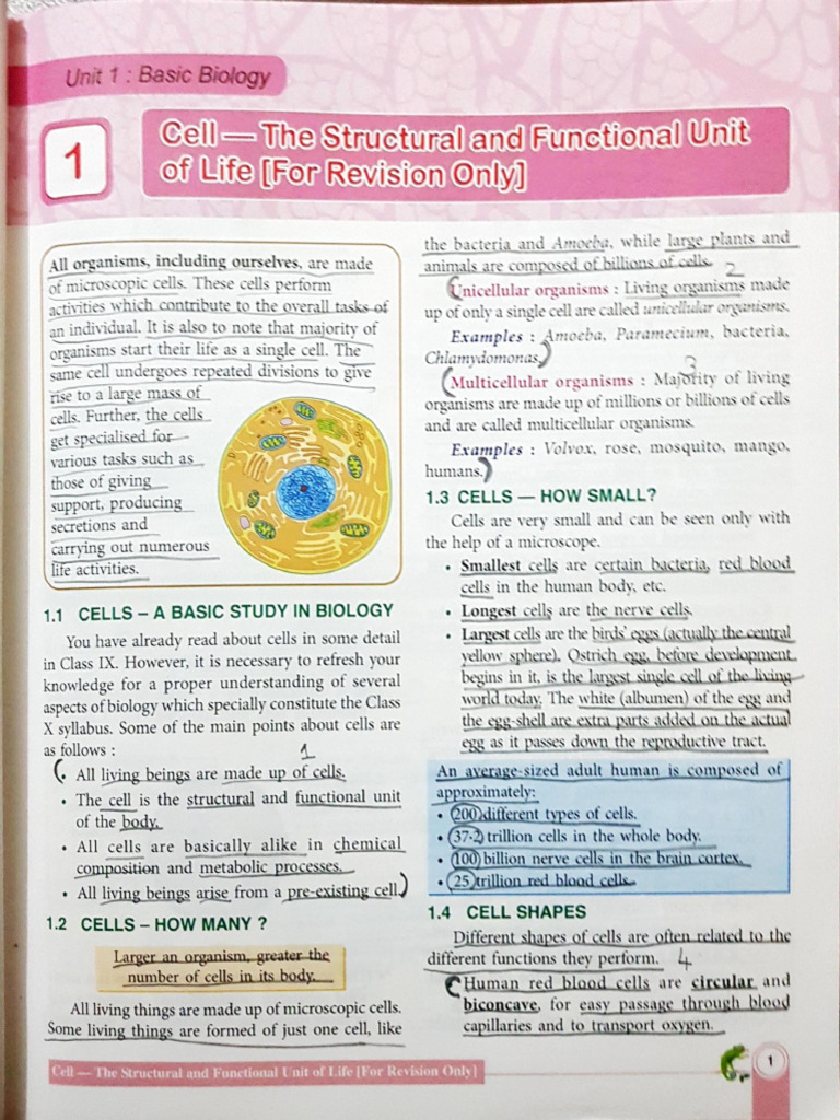 Understanding Cell Structure and Function | PDF | Endoplasmic Reticulum ...