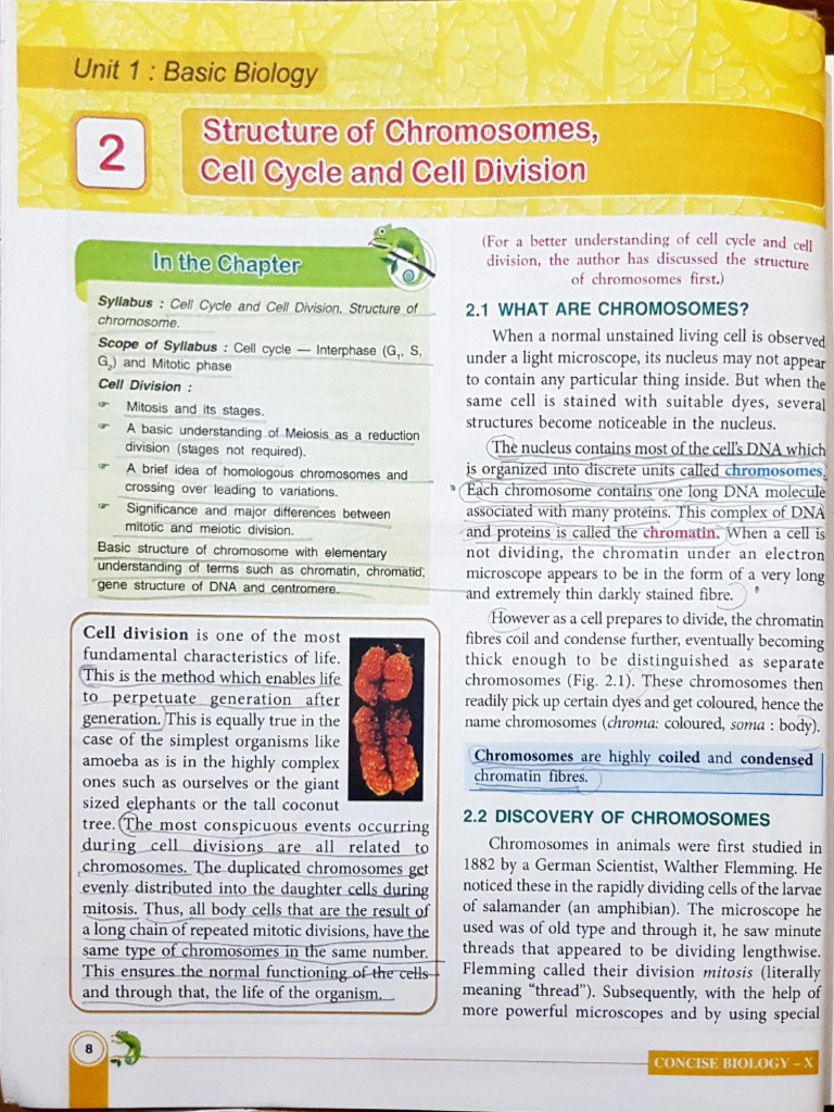Cell Division and Chromosome Structure | PDF | Mitosis | Meiosis