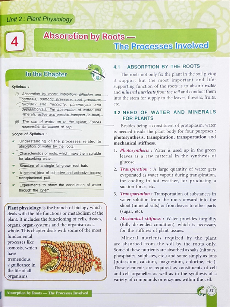 Ch.4 Absorption by Roots | PDF | Osmosis | Cell Biology
