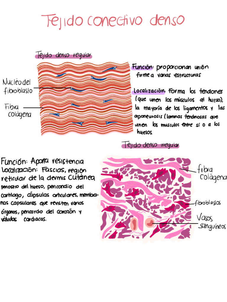 Tejido Conectivo Denso | PDF | Órgano (anatomía) | Tórax (anatomía humana)