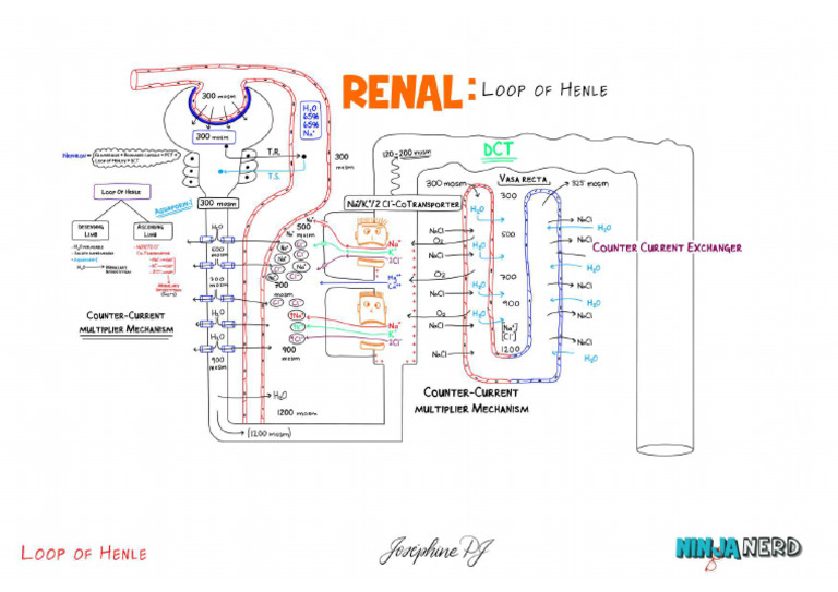 Renal Physiology) 03 Loop of Henle - Key-Compressed | PDF