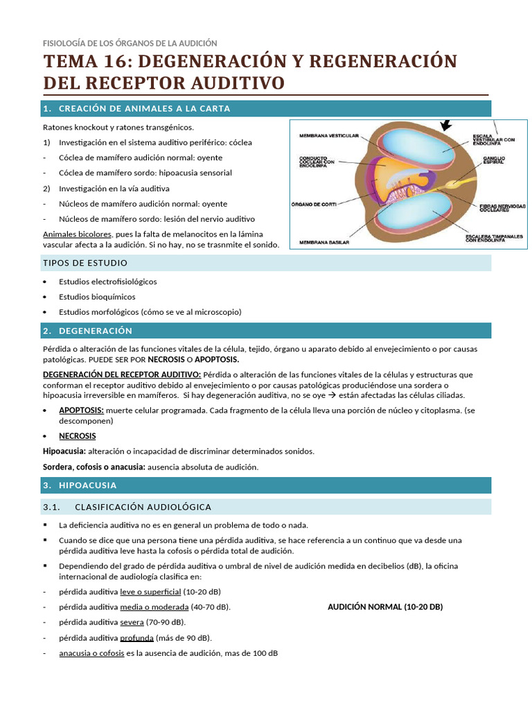 Fisiología T16 | PDF | Escuchando | Oído