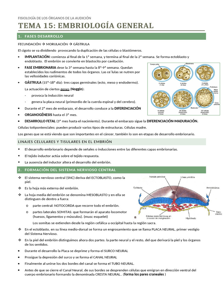 FISIOLOGÍA T15 | PDF | Sistema nervioso | Embrión