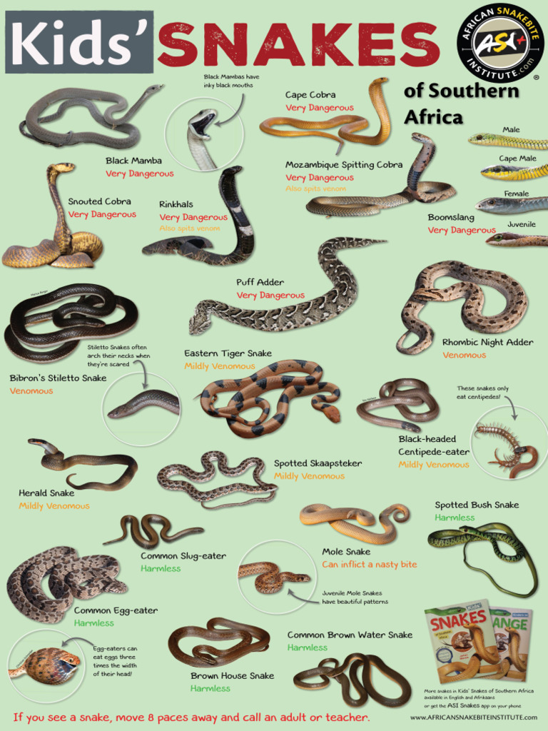 Kids Snakes of Southern Africa Poster English | PDF