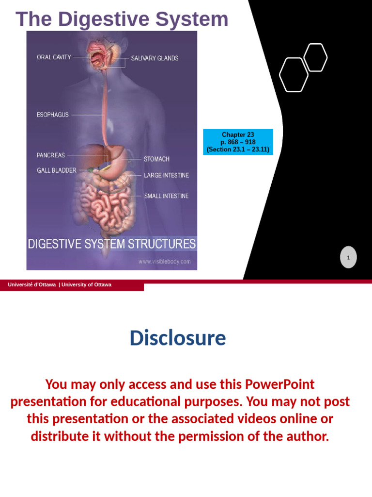 Topic 1 - The Digestive System (Updated) | PDF | Stomach | Peritoneum