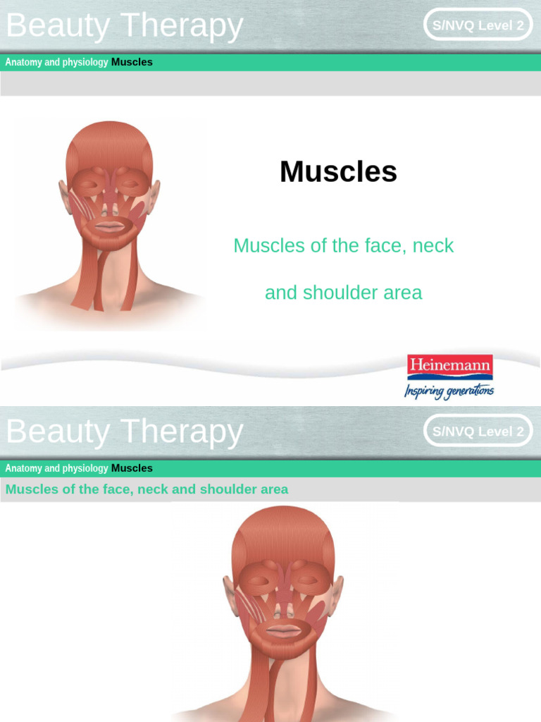 Facial Muscles | PDF | Neck | Forehead