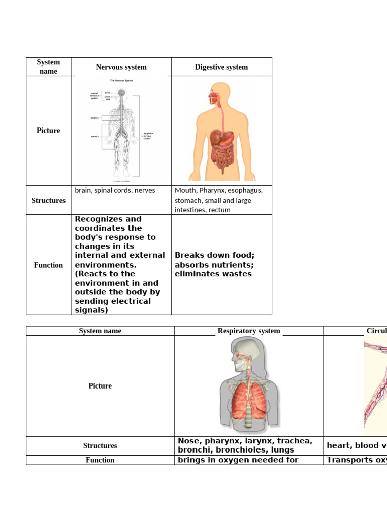 Overview of Human Body Systems | PDF | Human Body | Anatomy