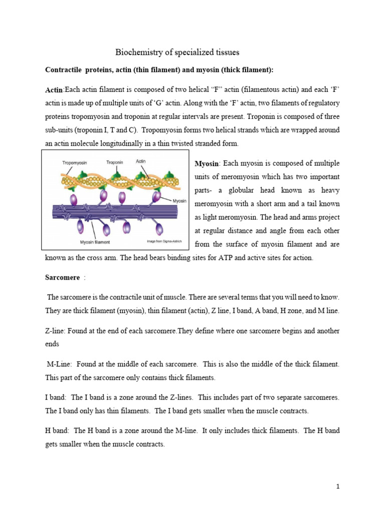 Biochemistry of Specialized Tissues | PDF | Chemical Synapse | Synapse