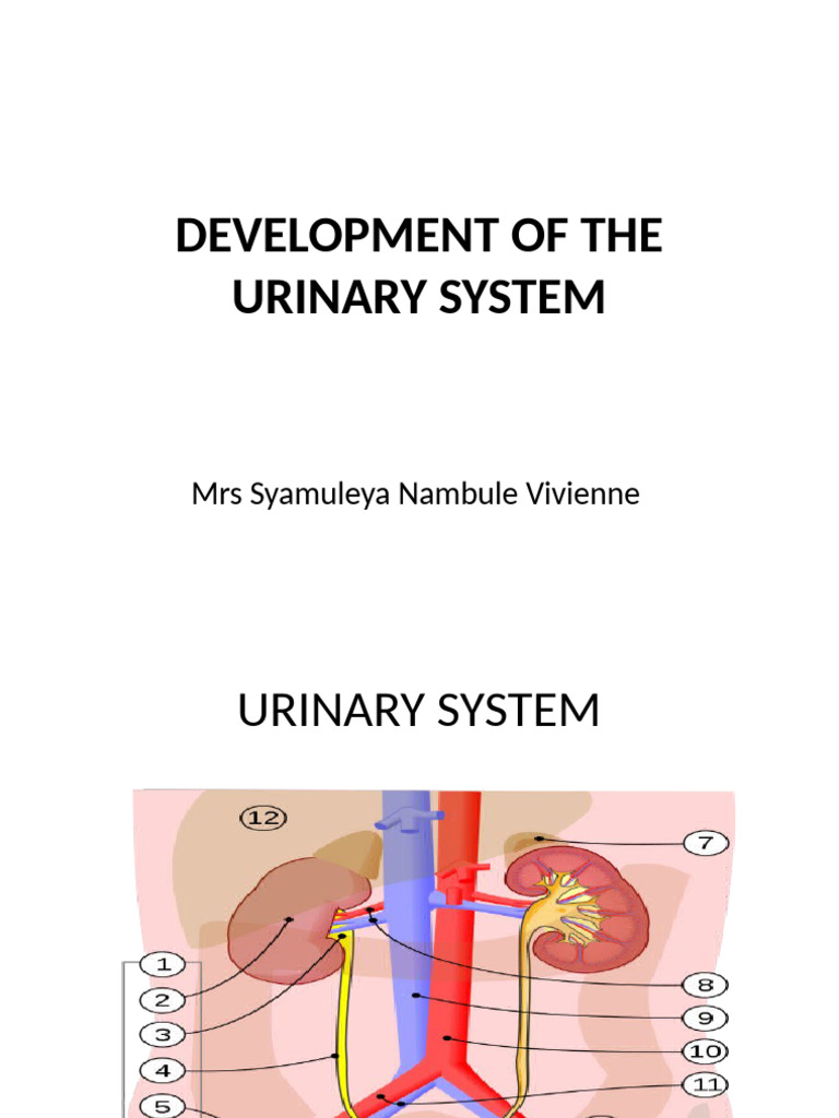 Urinary System Development Overview | PDF | Kidney | Genitourinary System