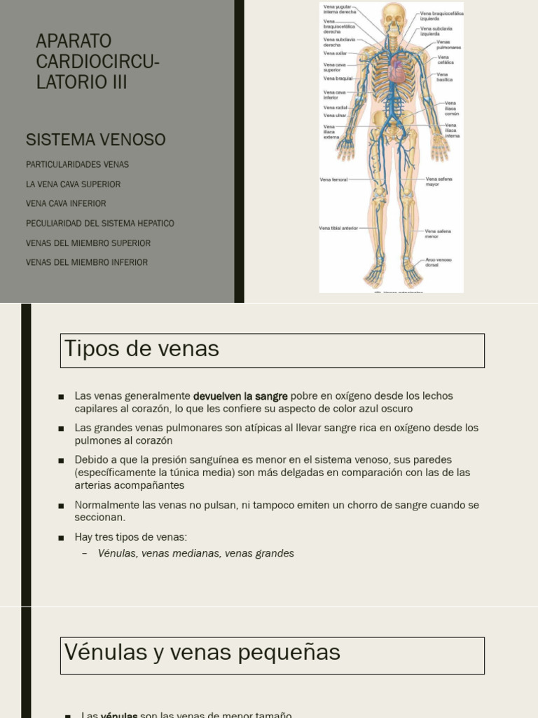 Estructura y Función del Sistema Venoso | PDF | Vena | Abdomen