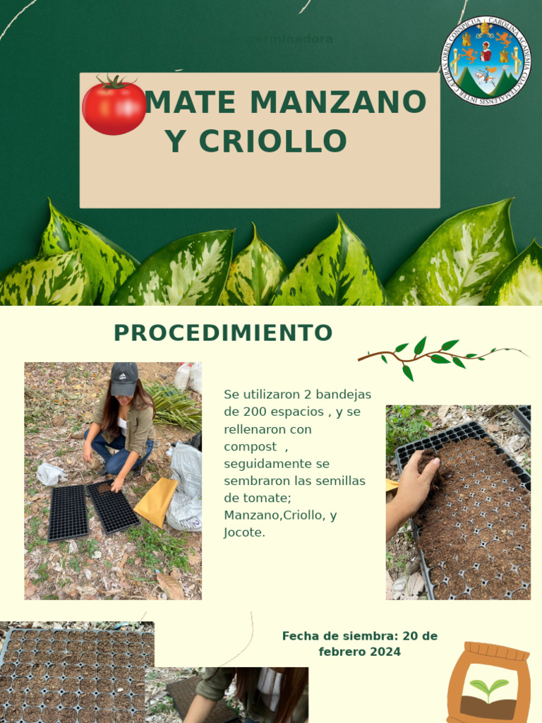 Cama Germinadora de Tomate Criollo 2 | PDF | Siembra | Reproducción de ...