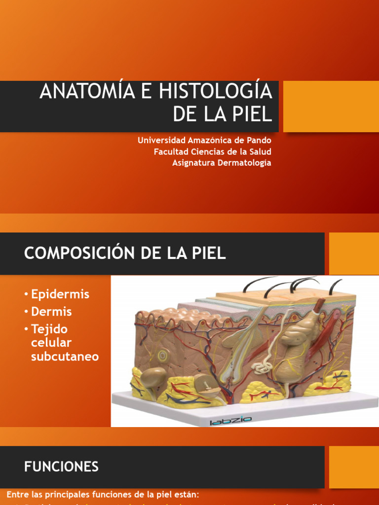 Anatomia e Histología de La Piel | PDF | Piel | Epidermis