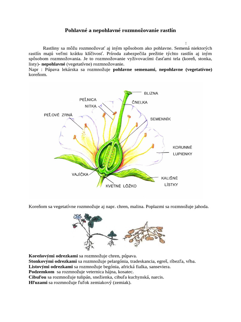 I.C_-_ZAB_-_Pohlavne_a_nepohlavne_rozmnozovanie_rastlin | PDF