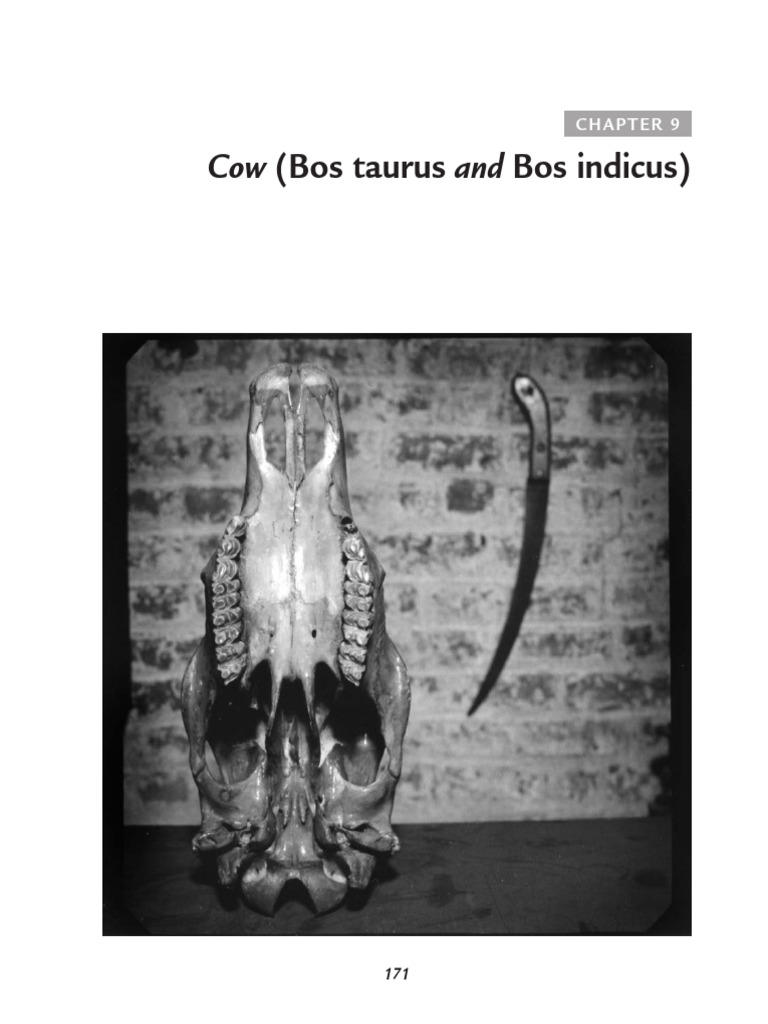9 cow | PDF | Anatomical Terms Of Location | Musculoskeletal System