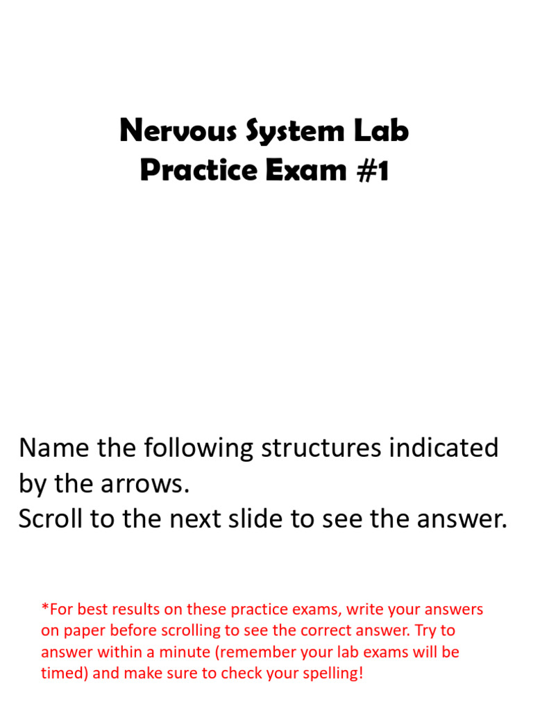 Nervous System Practice Exam 1good (4) | PDF | Neuroscience | Nervous ...