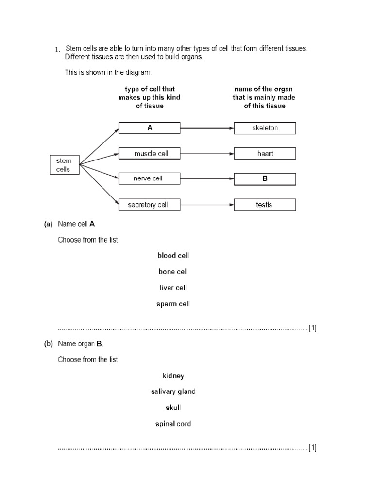 Cell Structure and Function Worksheet | PDF