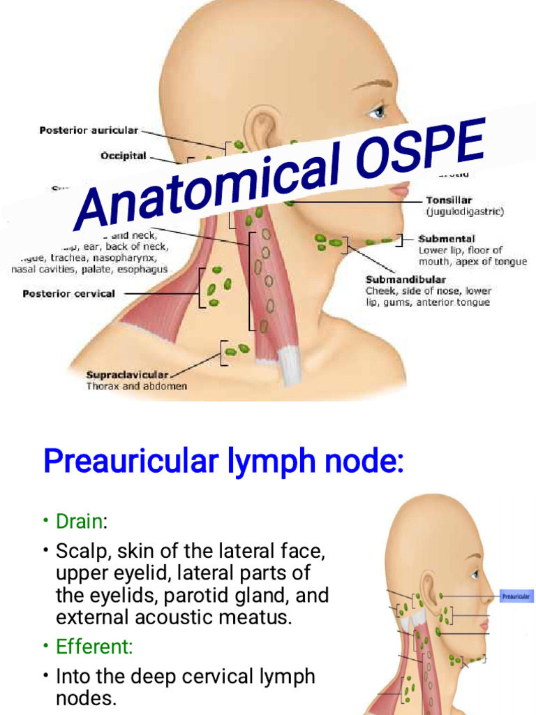Anatomical OSPE (Lymphatics) | PDF | Common Carotid Artery | Animal Anatomy