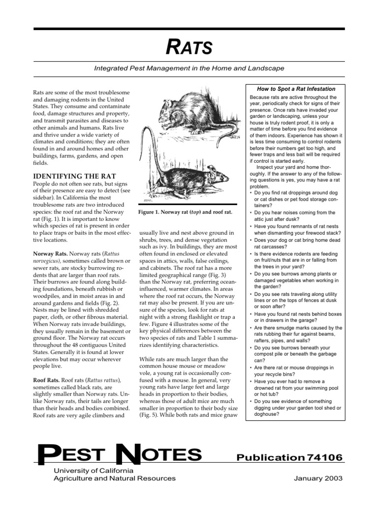 rats-cal | PDF | Rat