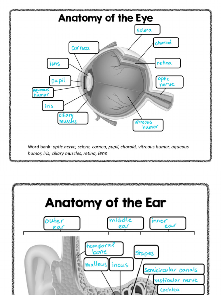 Anatomy of the Eye and Ear Structures | PDF