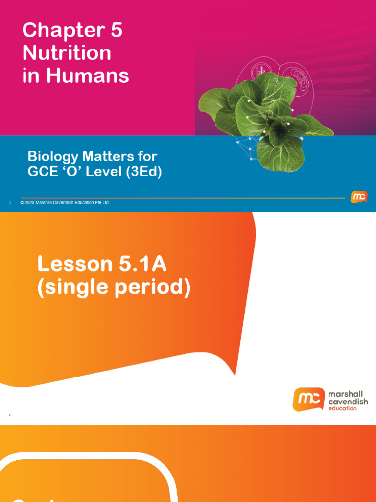(BM) (Slides) Nutrition in Humans | PDF | Digestion | Pancreas