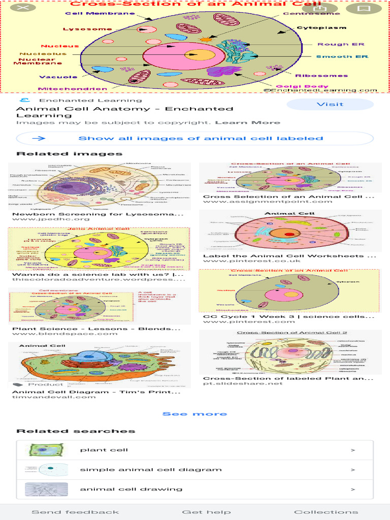 Animal Cell Labeled - Google Search | PDF