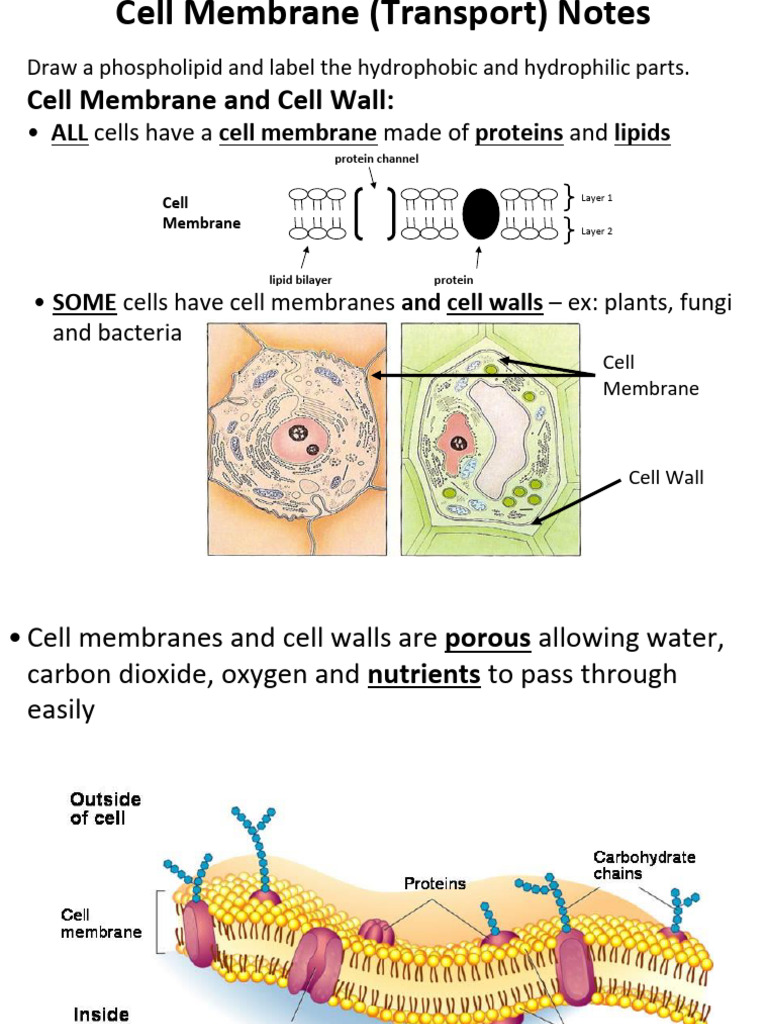 Cell Membrane Cell Transport | PDF | Cell Membrane | Osmosis