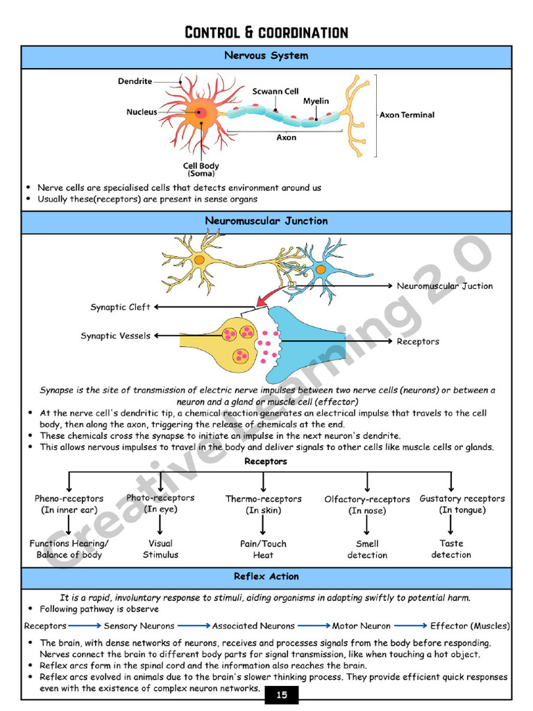 Coordination | PDF