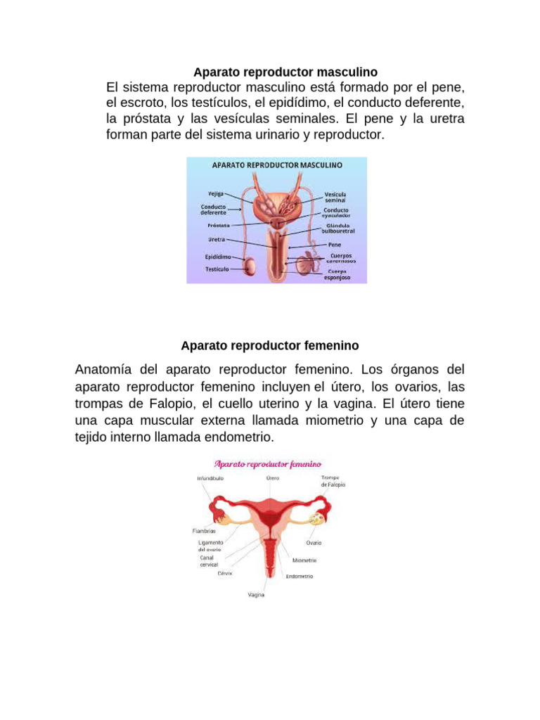 Aparato Reproductor Femenino y Figuras Geometricas | PDF | Sistema ...