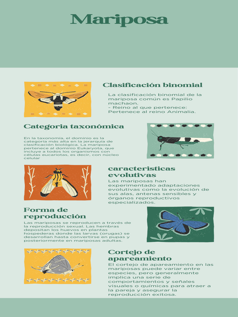 Infografía Insectos y Medio Ambiente Ilustrado Verde - 20241016 ...