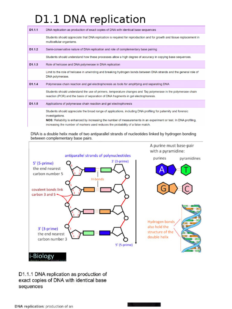 D1.1 DNA Replication | PDF | Dna | Nucleotides