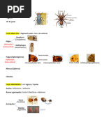 Abecedario de Insectos: A a Z | PDF