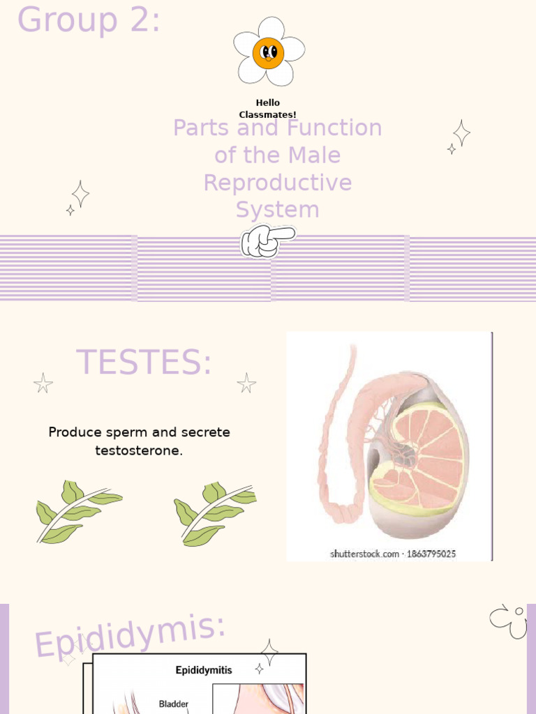 Parts and Function of the Male Reproductive System | PDF