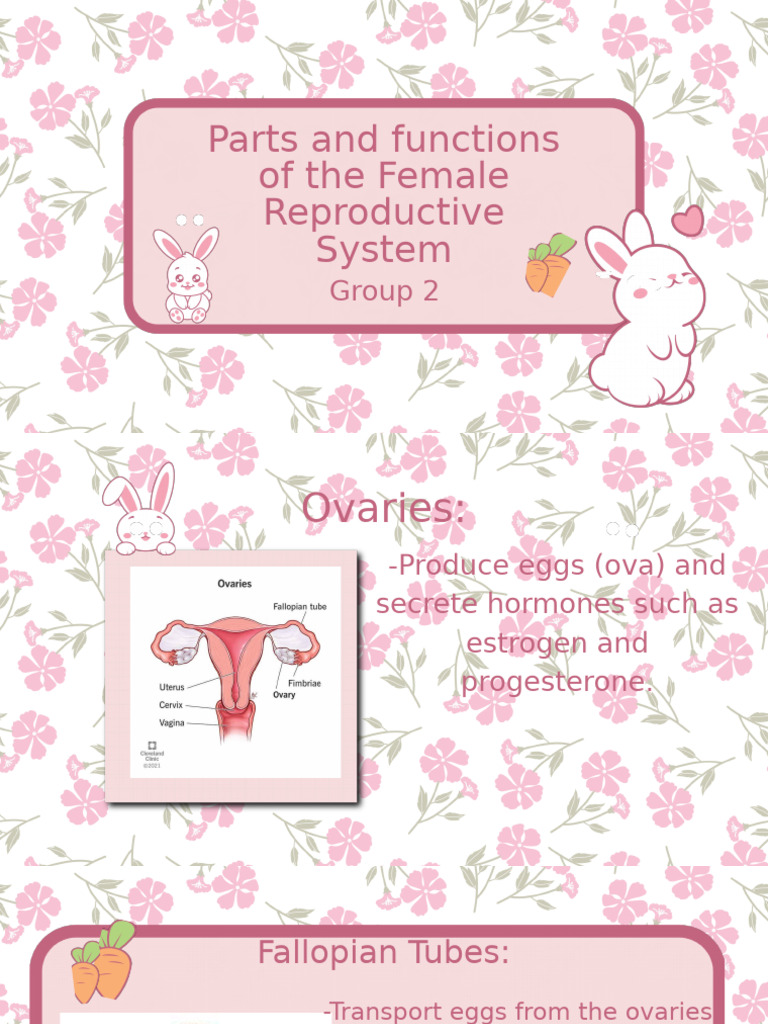 Parts and Functions of The Female Reproductive System | PDF