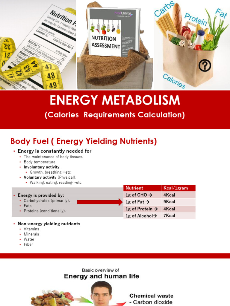 2. Energy Metabolisn- Calorie Calcuuu | PDF | Food Energy | Body Mass Index