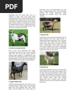 Indigenous Veld Goat Breeds Overview | PDF | Goat