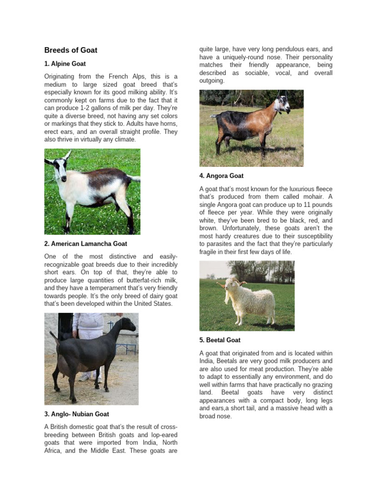 Breeds of Goat Notes Ni Maam Cerela | PDF | Goat | Meat
