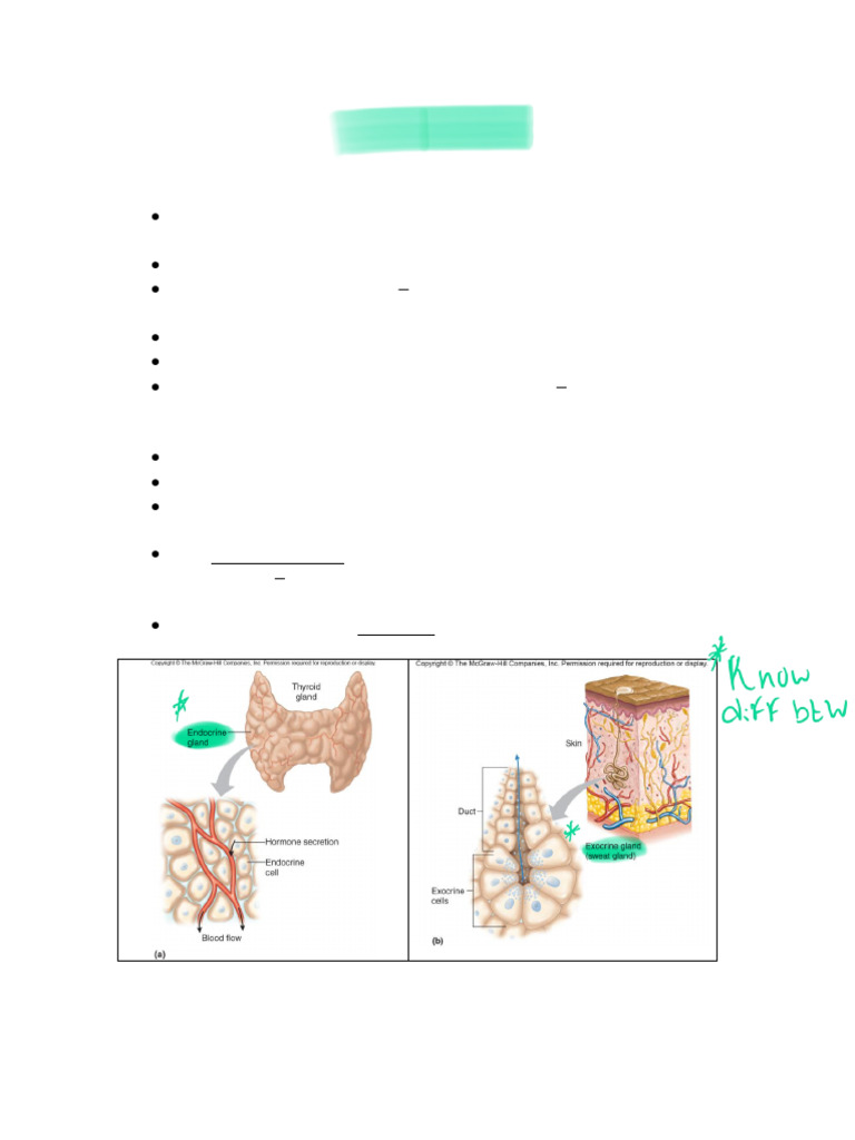 Chapter 16 - Endocrine Lecture Notes | PDF | Endocrine System | Hormone